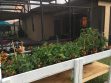 Planting a Disney Inspired Garden
