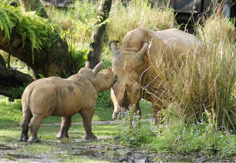 Disney Launches A New Site To Keep Up With The Animals At Disney World