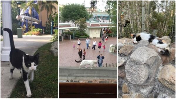 When The People Are Away, The Disneyland Cats Will Play!