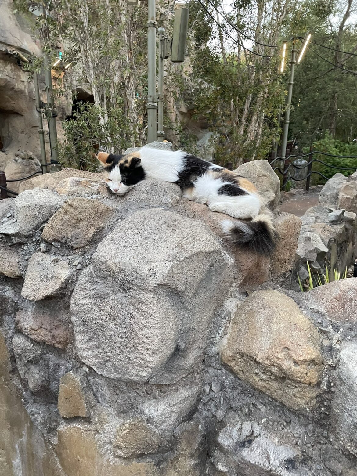 When The People Are Away, The Disneyland Cats Will Play!