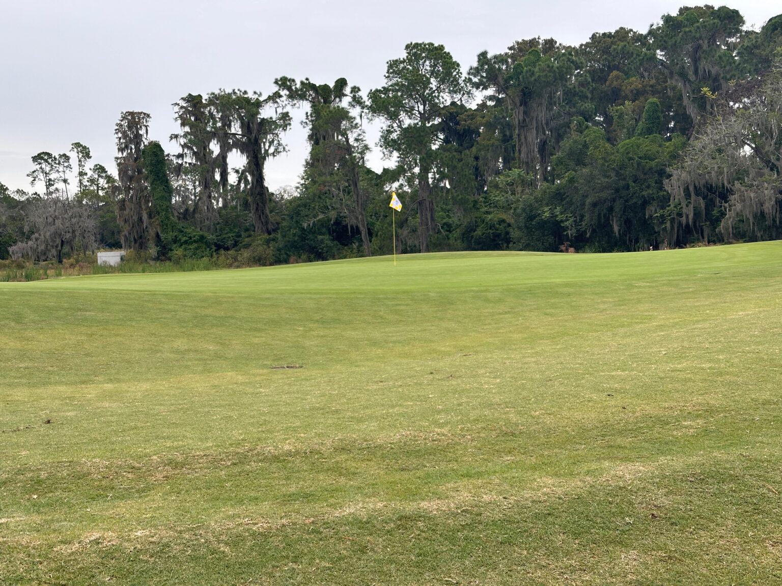 Playing Disney's Magnolia Golf Course with New Greens and Temporary Tees