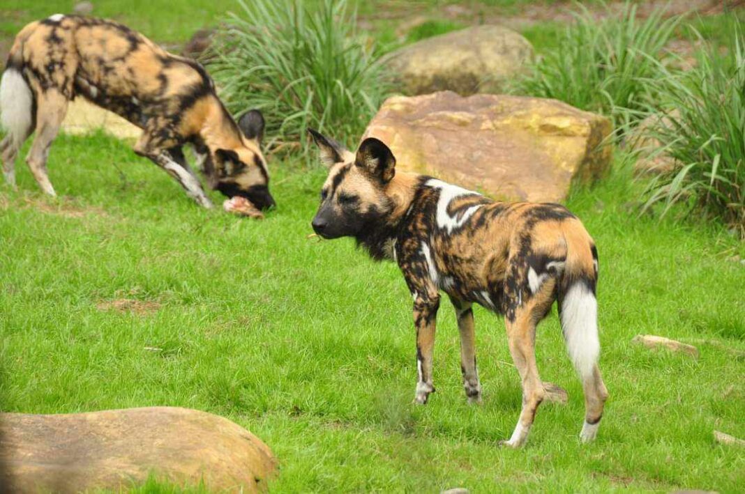 Beyond the Roller Coasters: Spot Endangered Animals at Disney's Animal ...