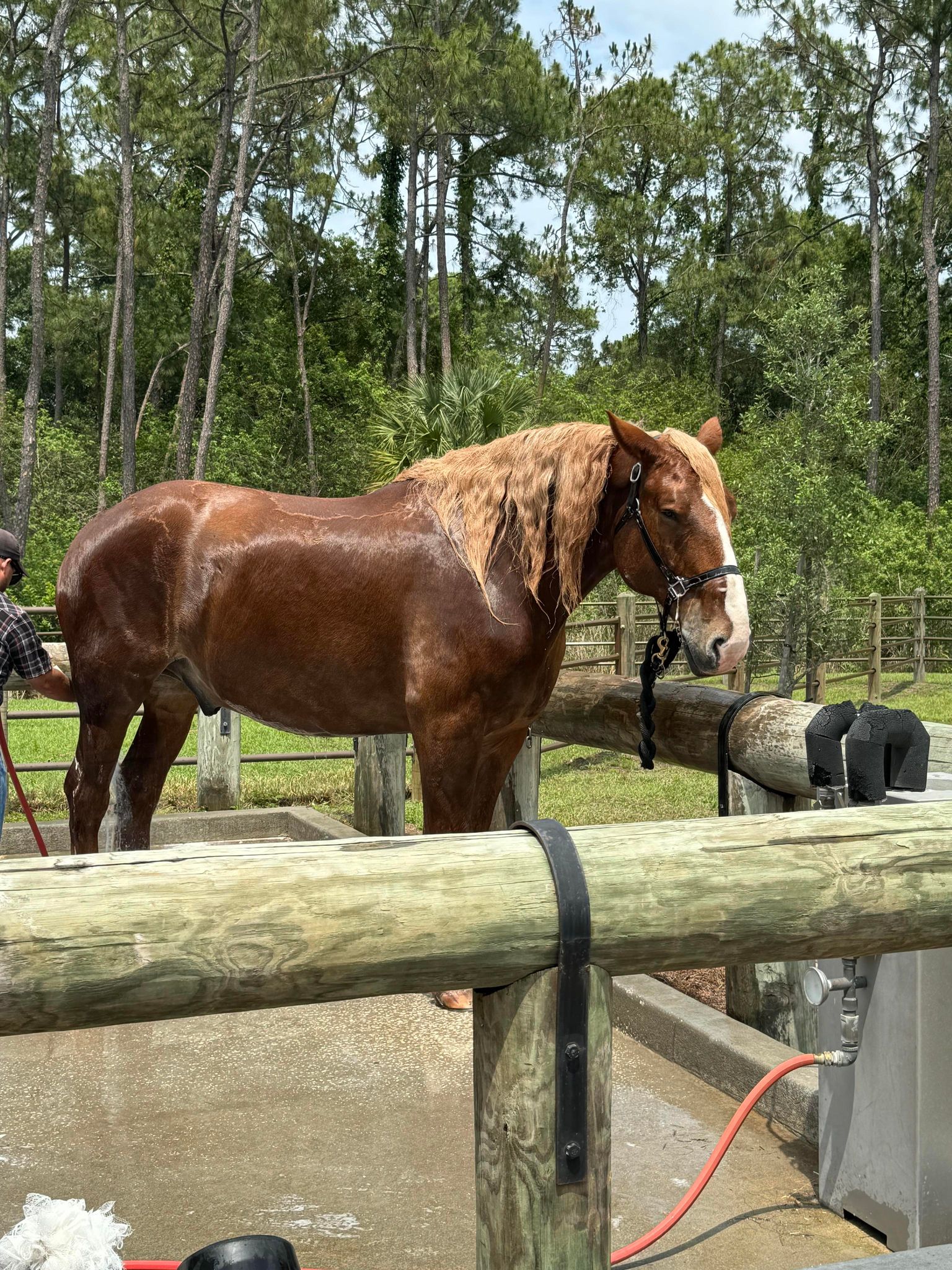 Why a Visit to Tri Circle D Ranch at Disney's Ft Wilderness Needs to be ...