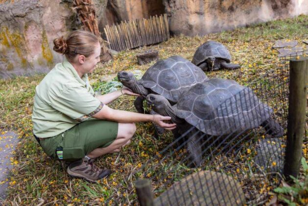 Beyond the Roller Coasters: Spot Endangered Animals at Disney's Animal ...