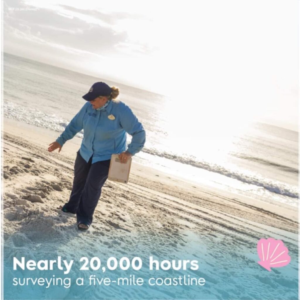 Saving Shells: Unveiling Disney's Vero Beach Resort's Sea Turtle ...