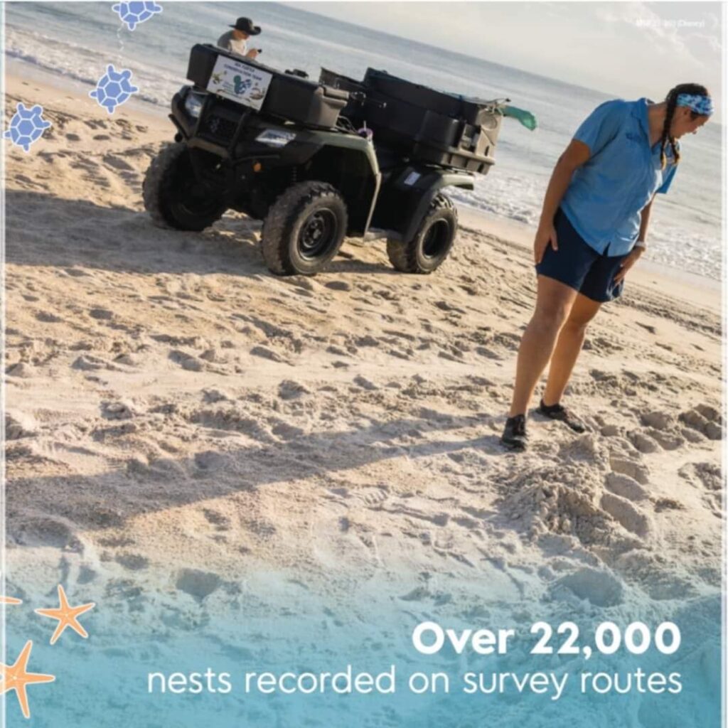 Saving Shells: Unveiling Disney's Vero Beach Resort's Sea Turtle ...