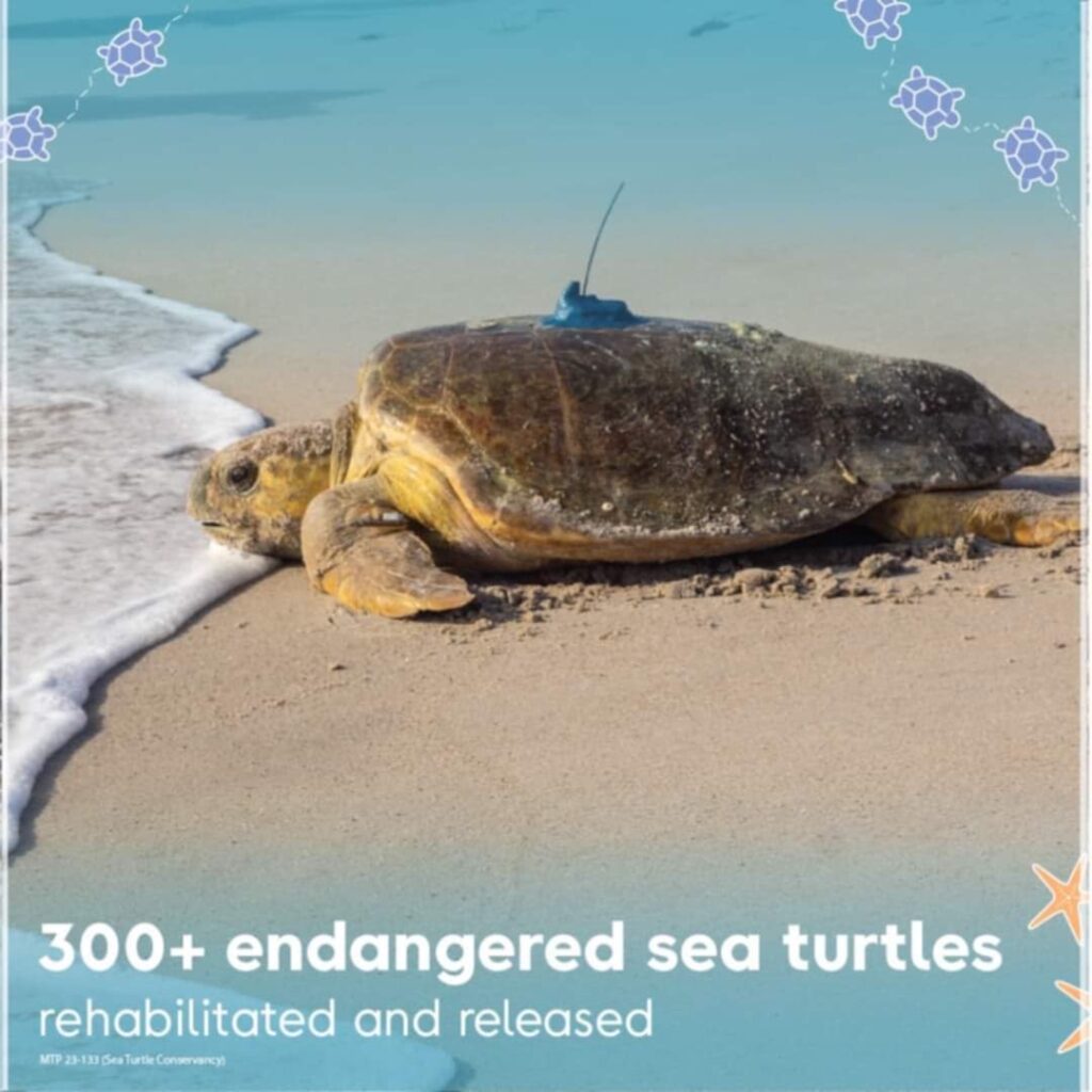 Saving Shells: Unveiling Disney's Vero Beach Resort's Sea Turtle ...
