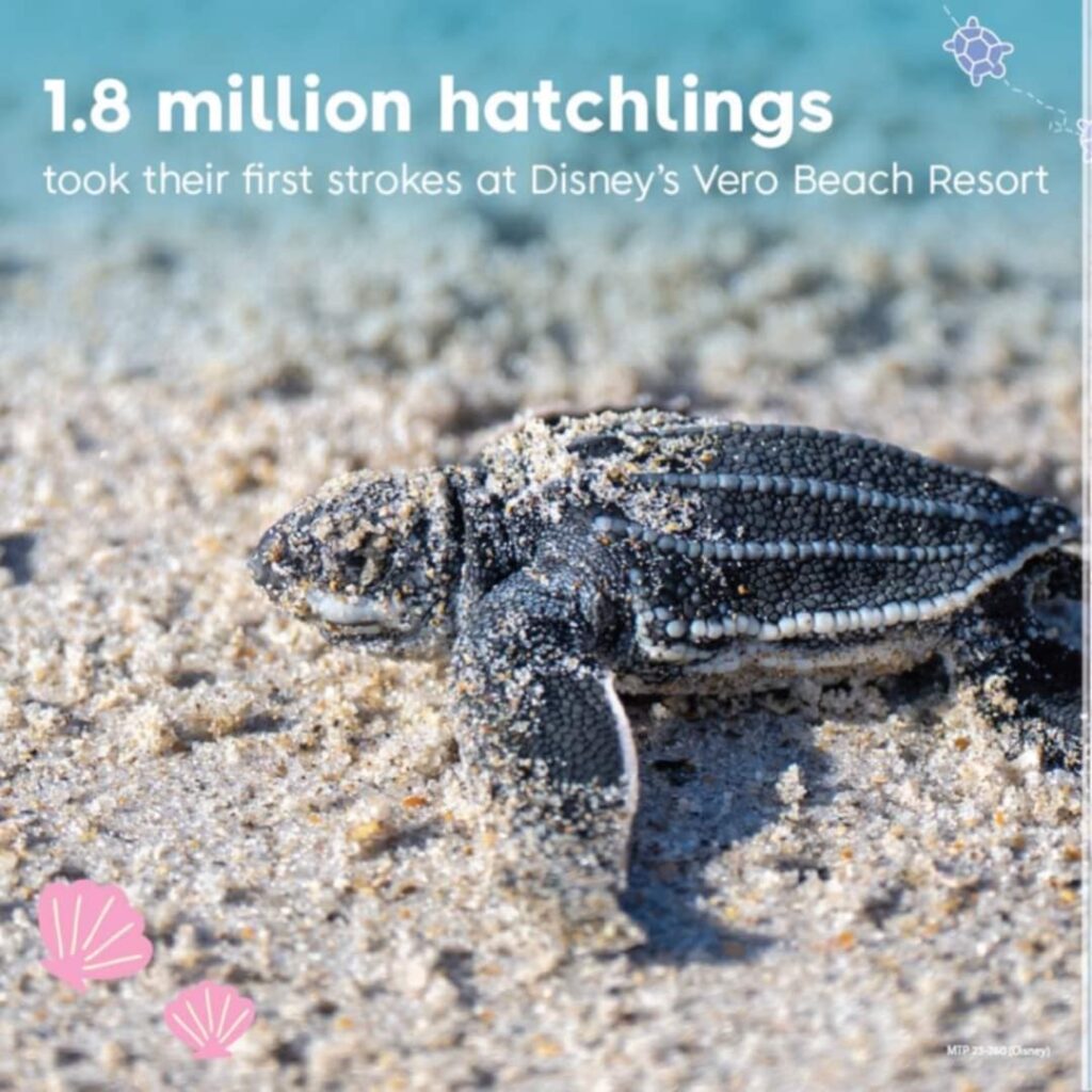 Saving Shells: Unveiling Disney's Vero Beach Resort's Sea Turtle ...